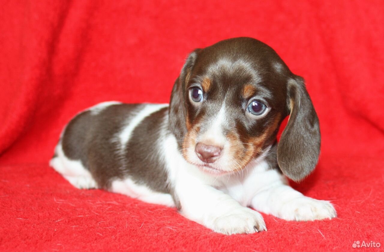 Шоколадный пайболд - мини/кроличий таксик