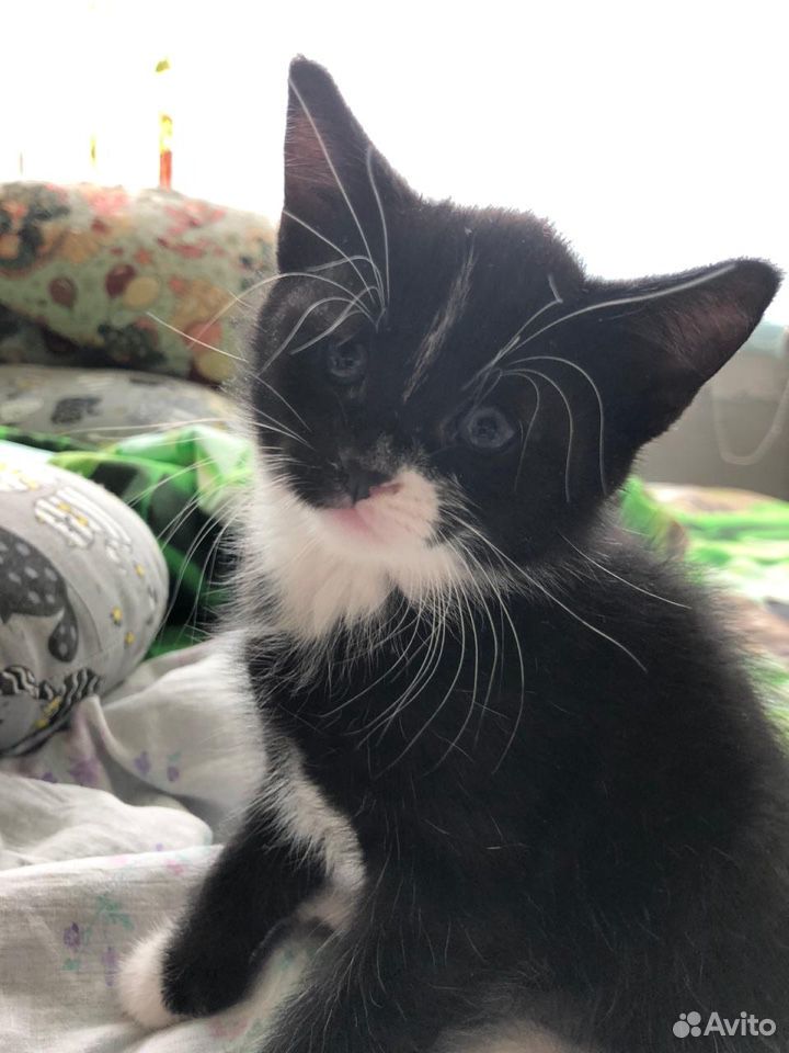 Кот