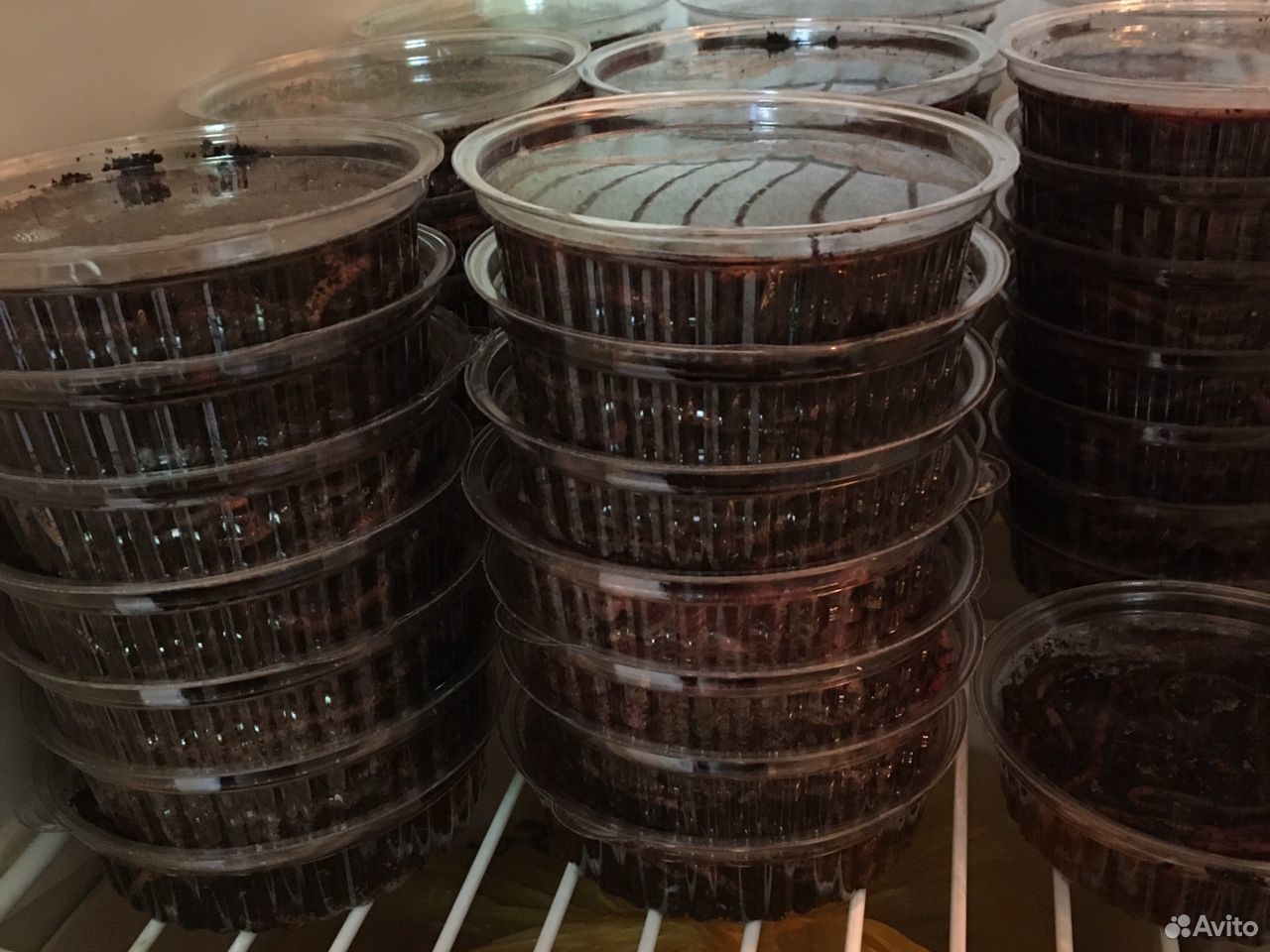 Черви/опарыши