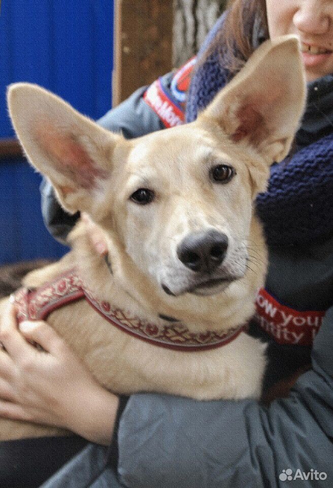 Альма. Молодая красивая собака.Бесплатно