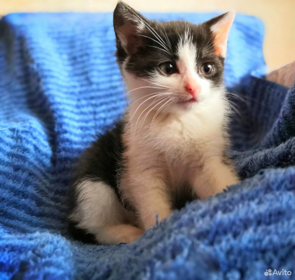 Весёлая котёнка в добрые руки