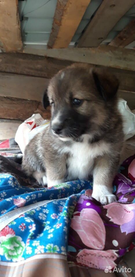 Щенок 1 месяц девочка помесь лайки