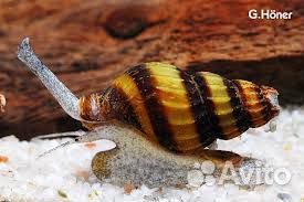 Хищная улитка Хелена