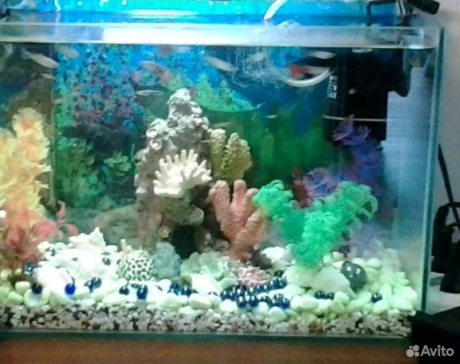 Аквариумные рыбки гуппи 10-15 шт