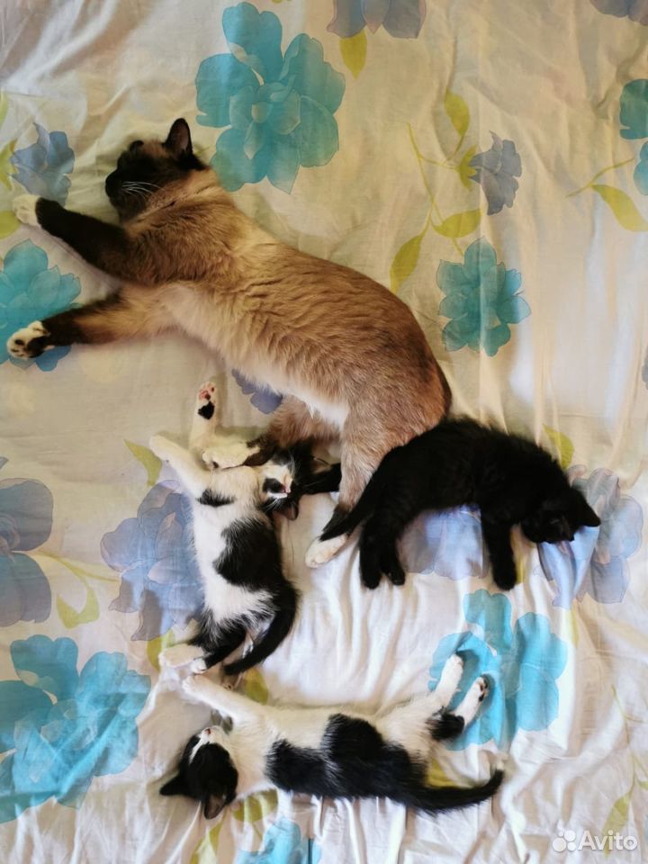 Котята маркизы