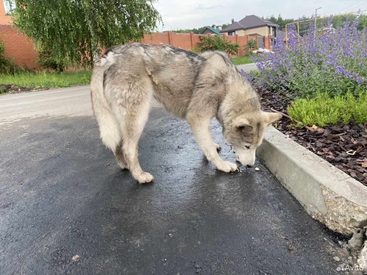 Собака потеряшка