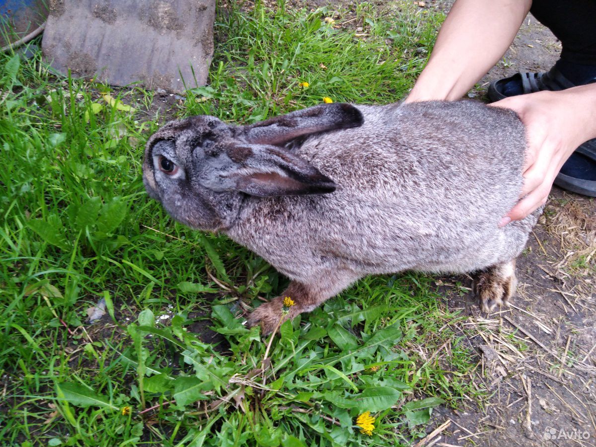 Крол серебро