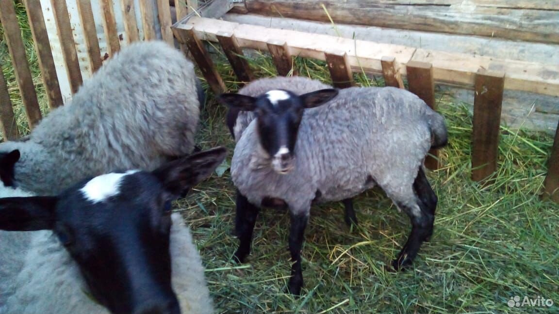 Романовские овцы