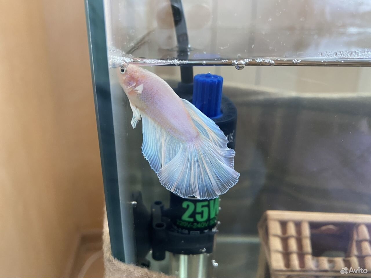 Рыбка петушок перламутровый цвет