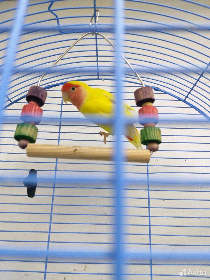 Попугай неразлучник