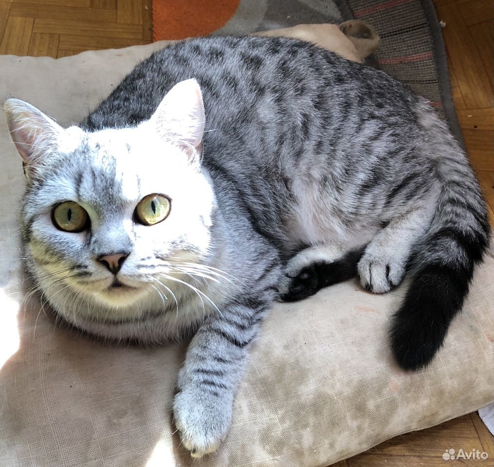 Шотландский кот
