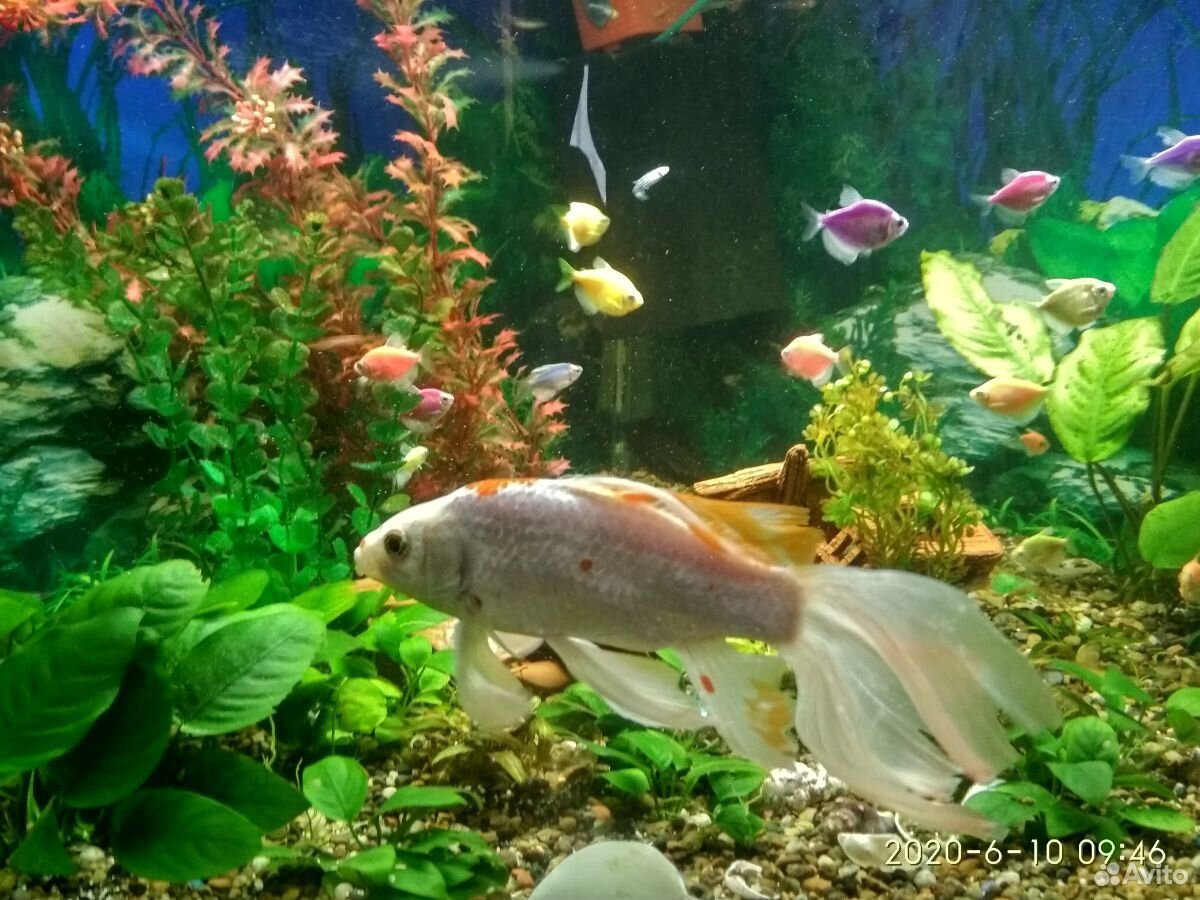 Золотая рыбка(комета)