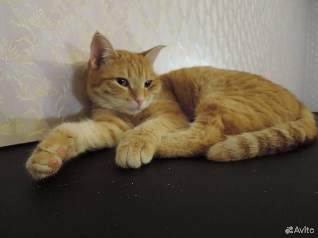 Кошка Рыжуля