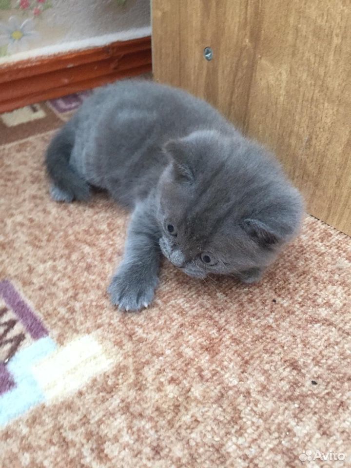 Британская