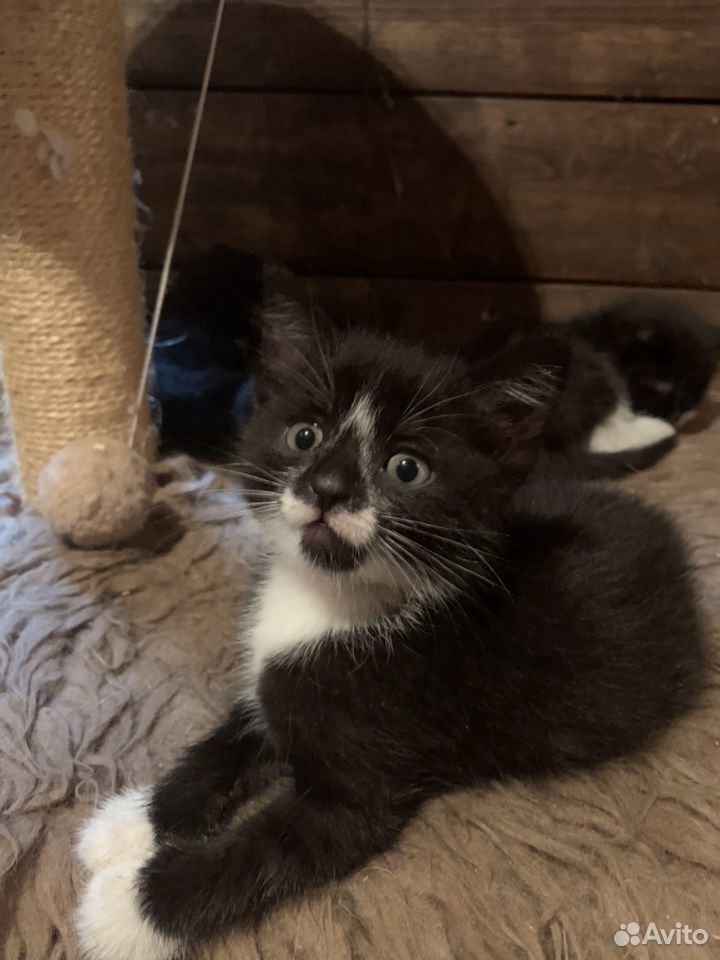 Котёнок с сердечком на морде чёрный бесплатно в хо