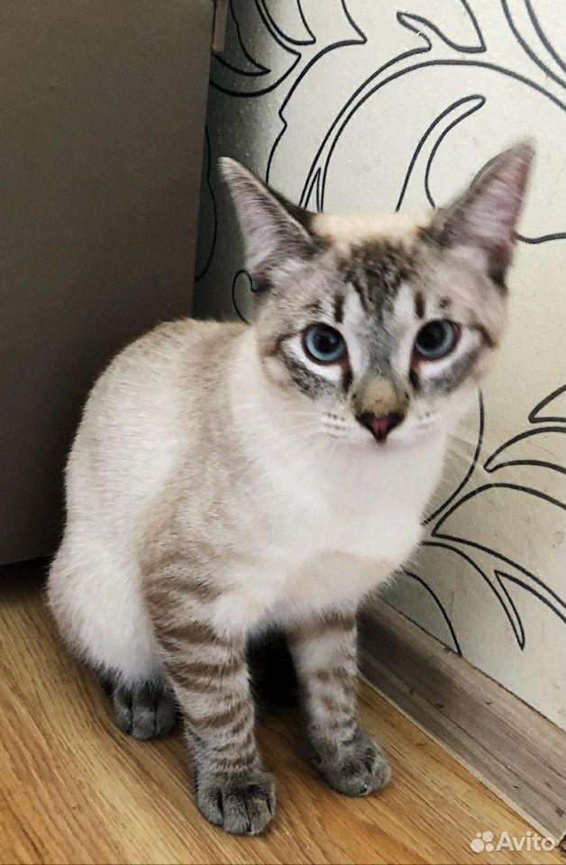 Котенок тайчик отдается в связи с аллергией