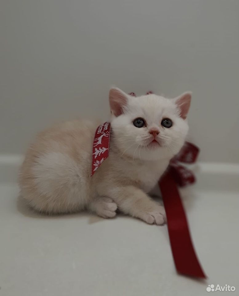 Шотландский котик
