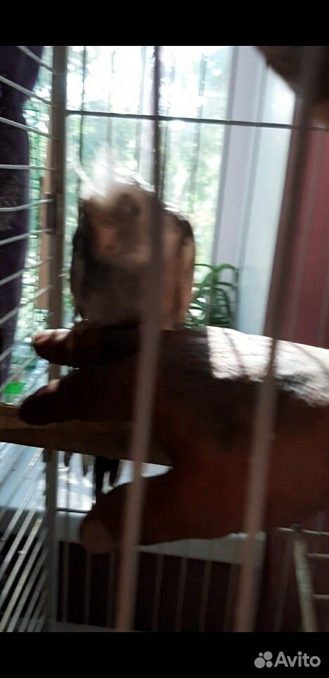 Корелла улетела