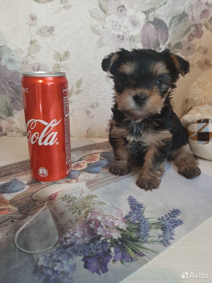 Йоркширский терьер