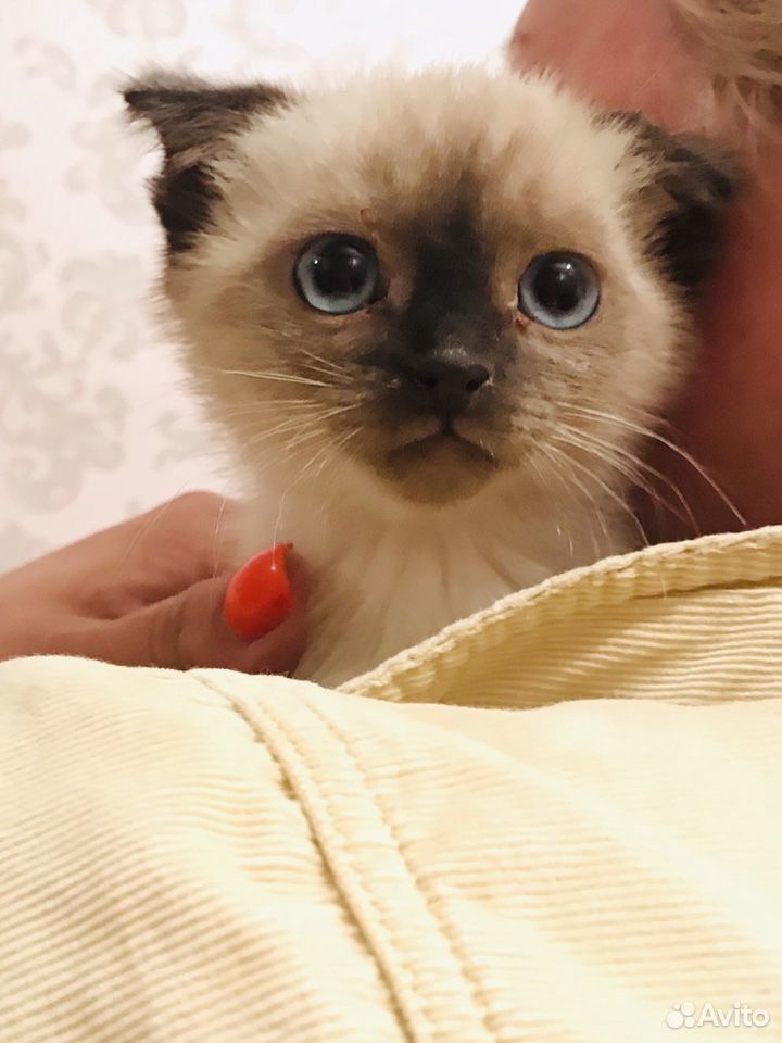 Аврора ищет Дом