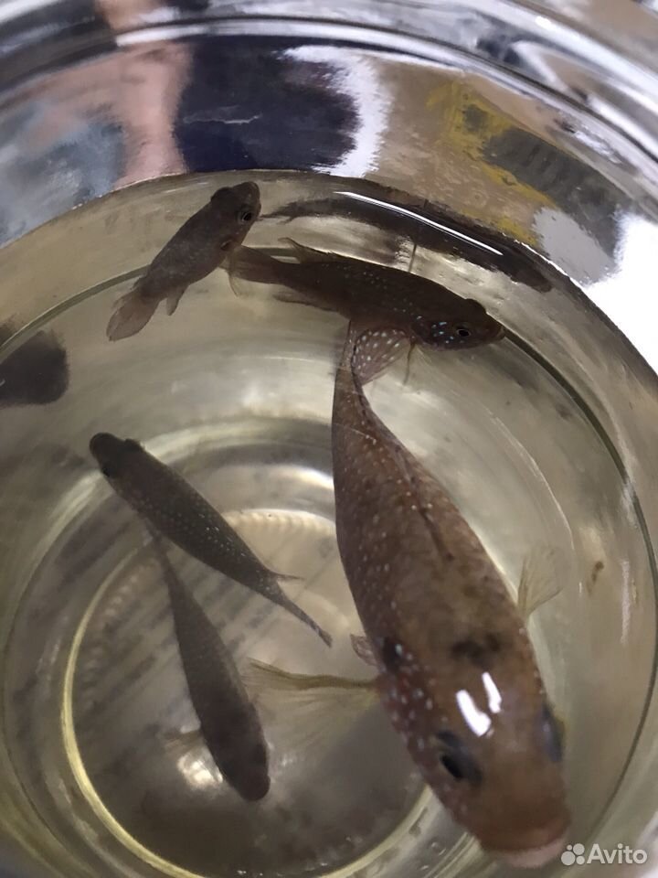 Отдам рыбок (цихлид)