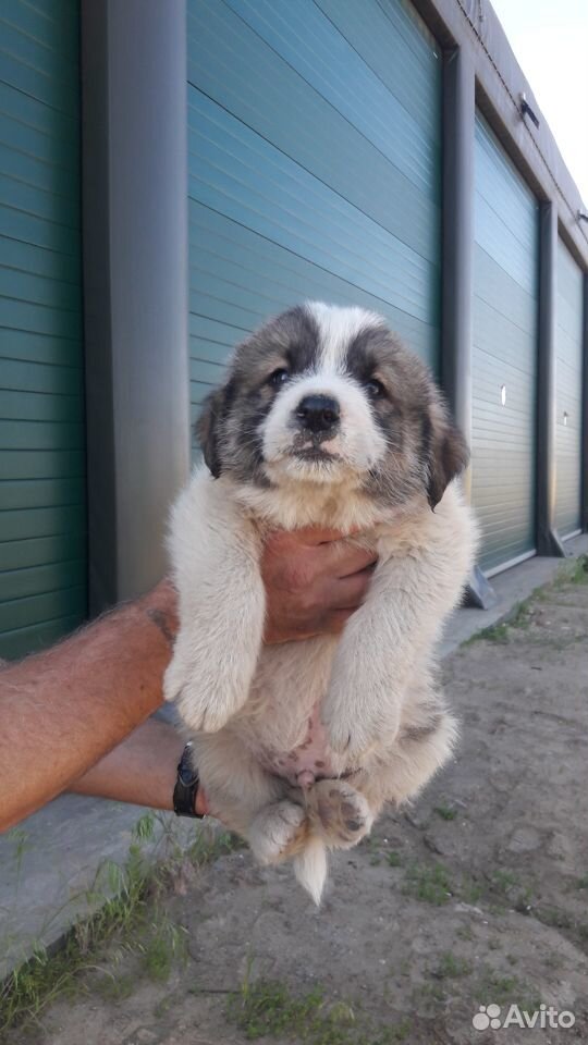 Продам щенка