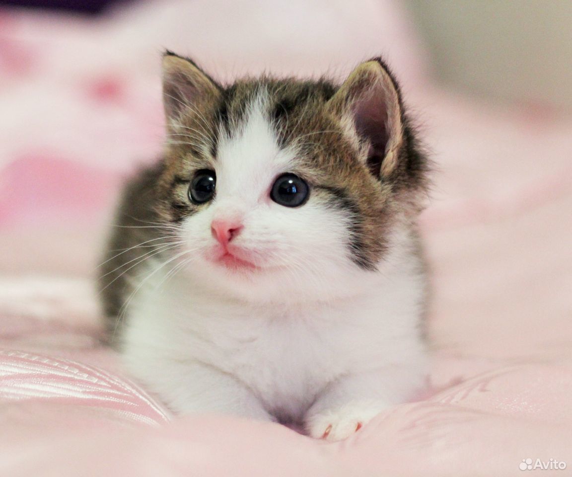 Котенок мальчик красавчик