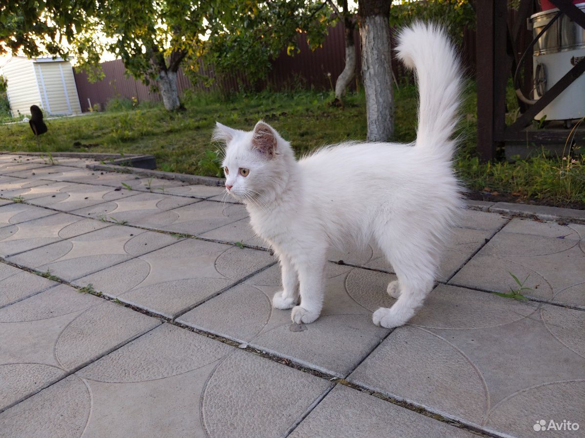 Белый котенок