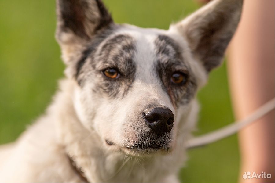 Собака в дар в добрые руки