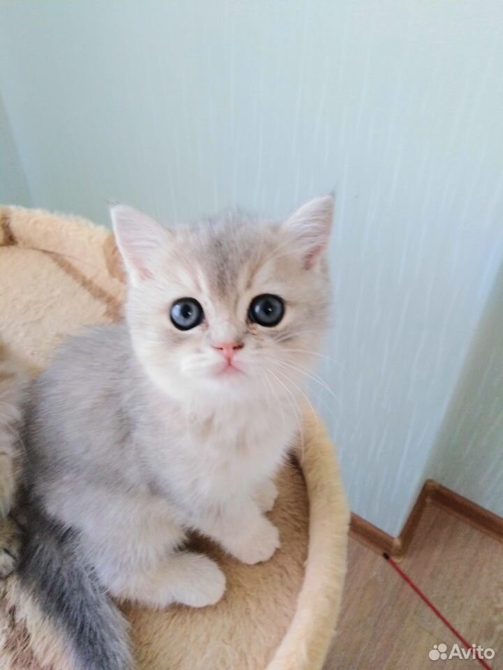 Британские золотые красавицы