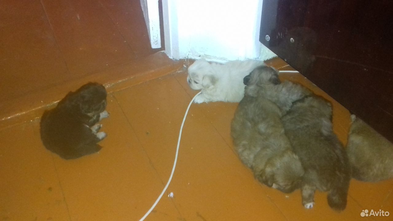 Щенки пекинеса