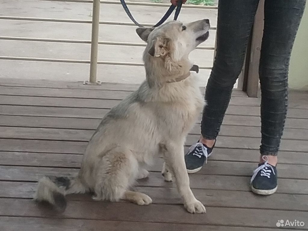 Метиска хаски в добрые руки