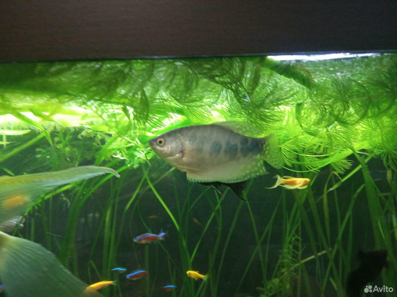 Обменяю самца гурами мраморного на самку