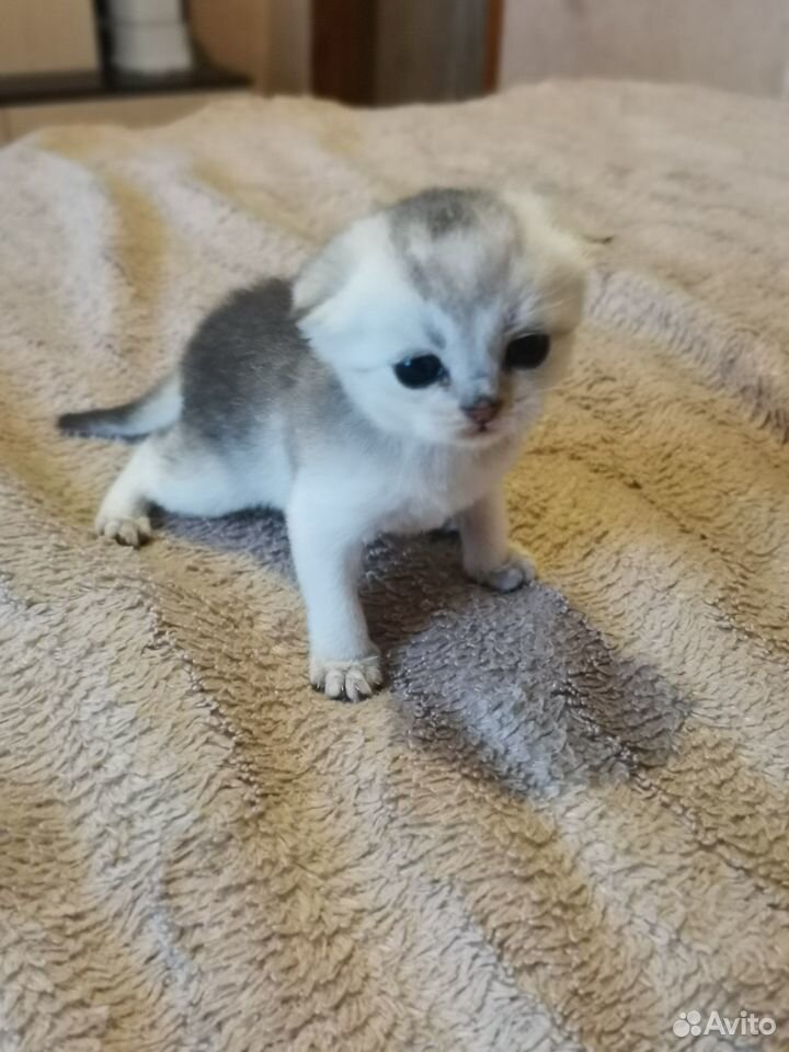 Шотландский вислоухий котенок