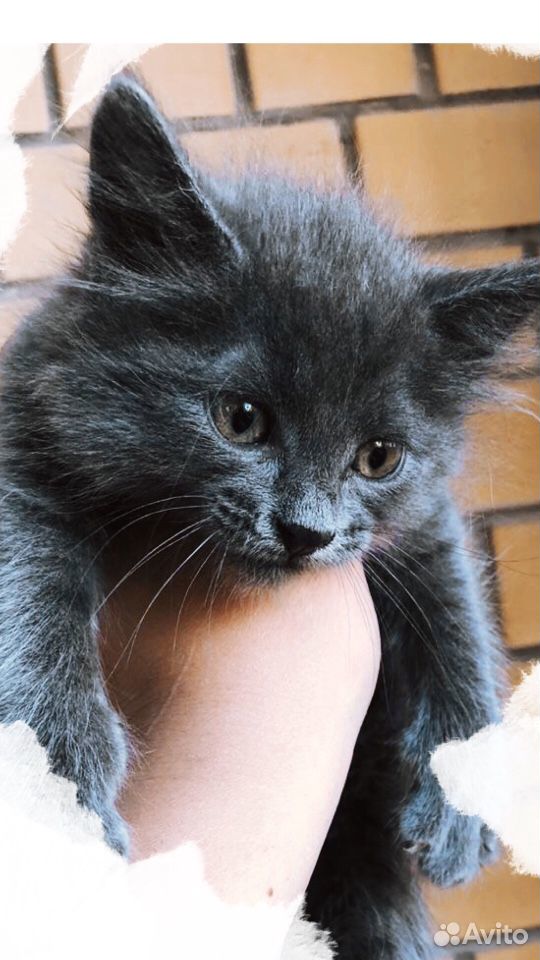 Котенок Балу в добрые руки