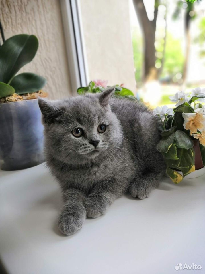 Шотланский малыш