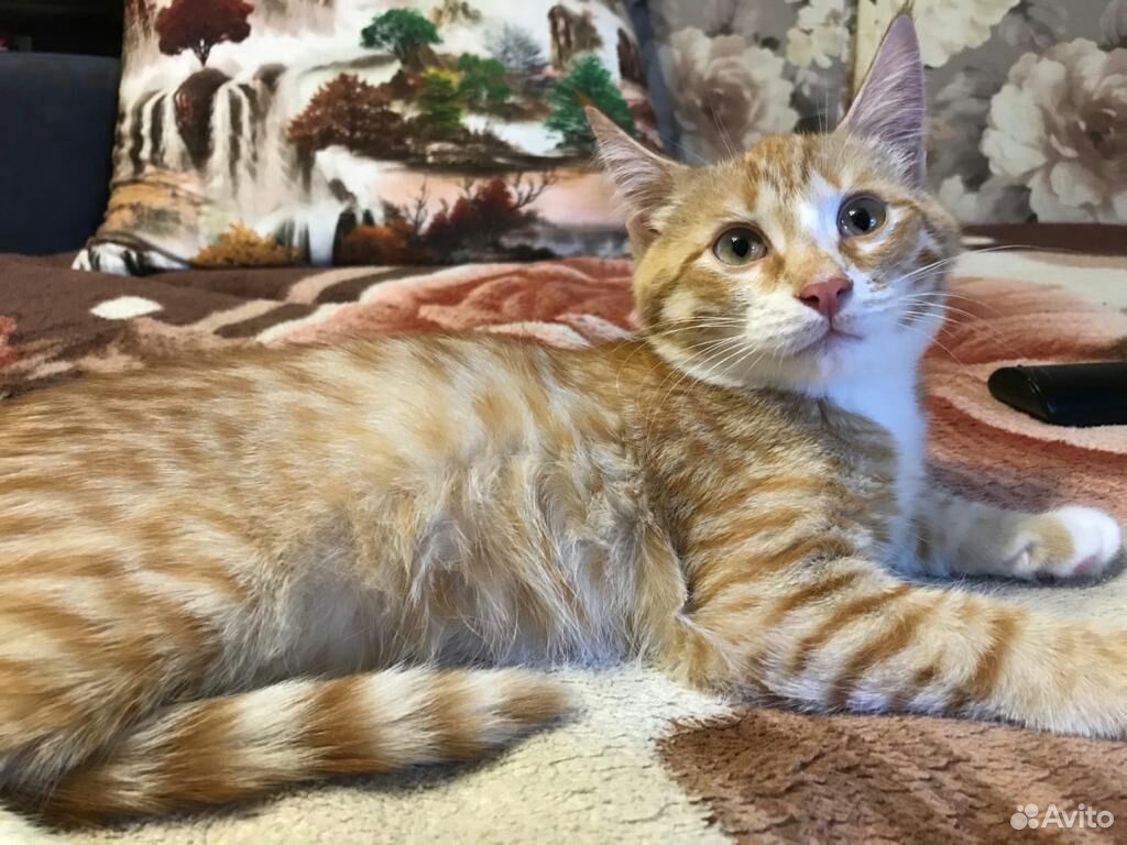 Рыжий котик 3 месяца, крупный малыш