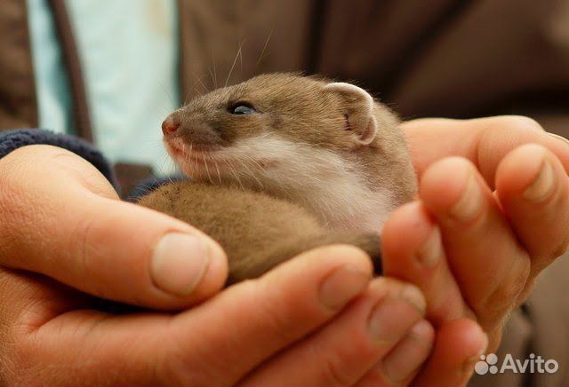 Ласка девочка