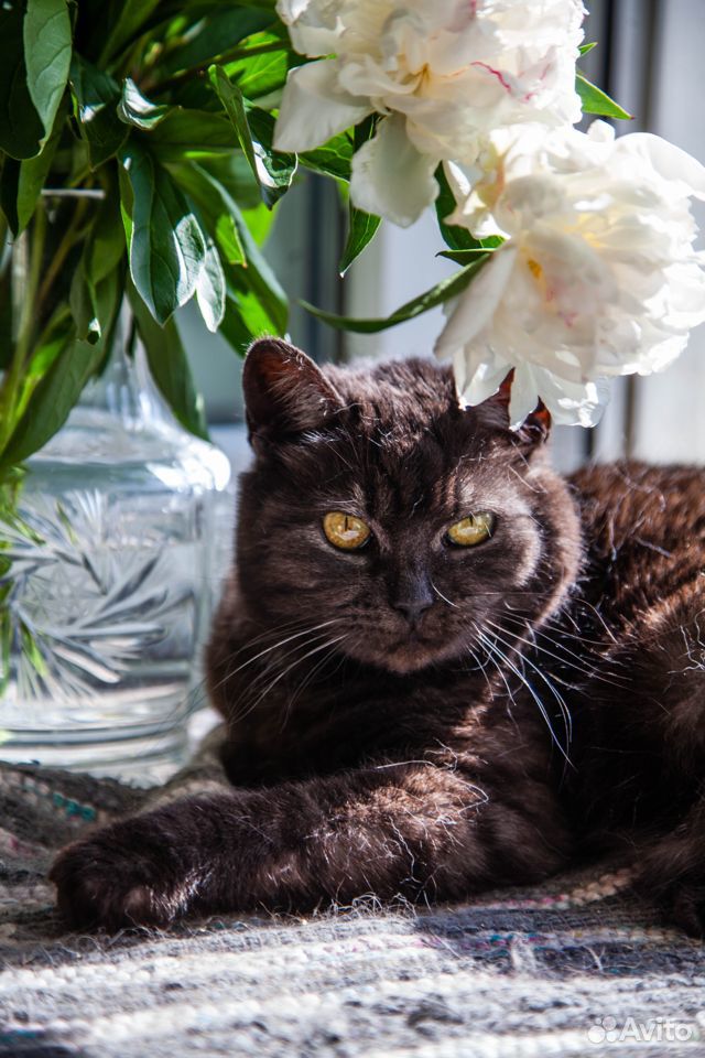 Отличная кошка для частного дома