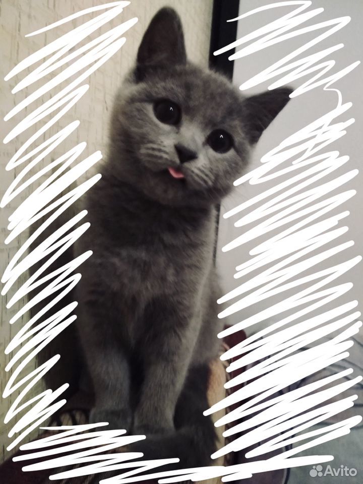 Британка прямоухая