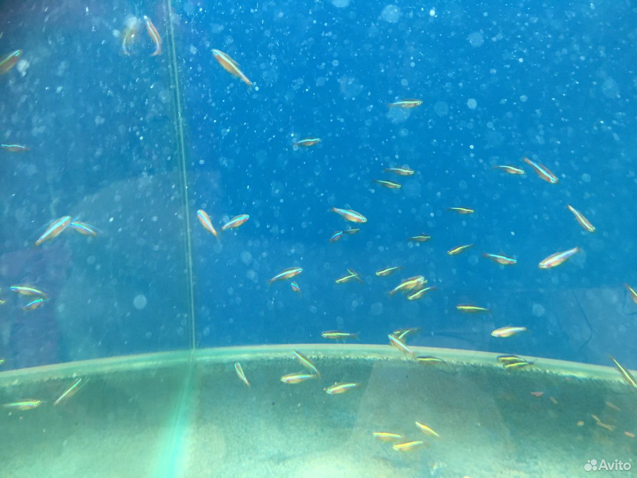 Аквариумные рыбы,фильтра,гроты,грунты,корма все по