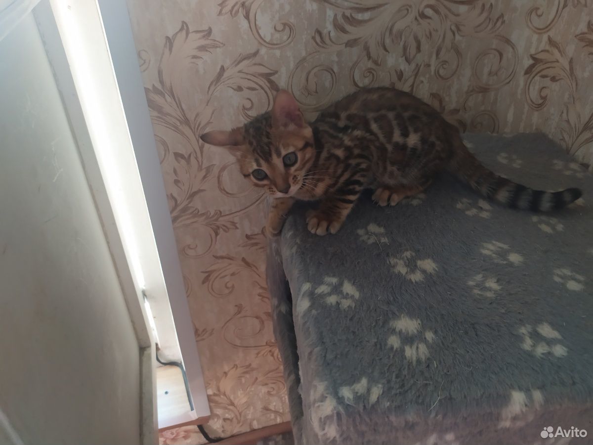 Бенгальская