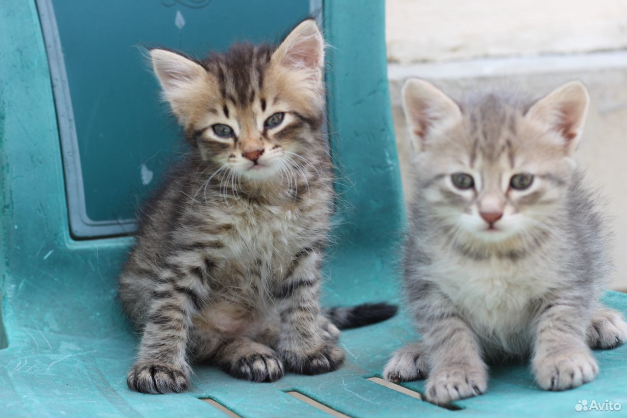Кругляшики золотой и серебристый табби