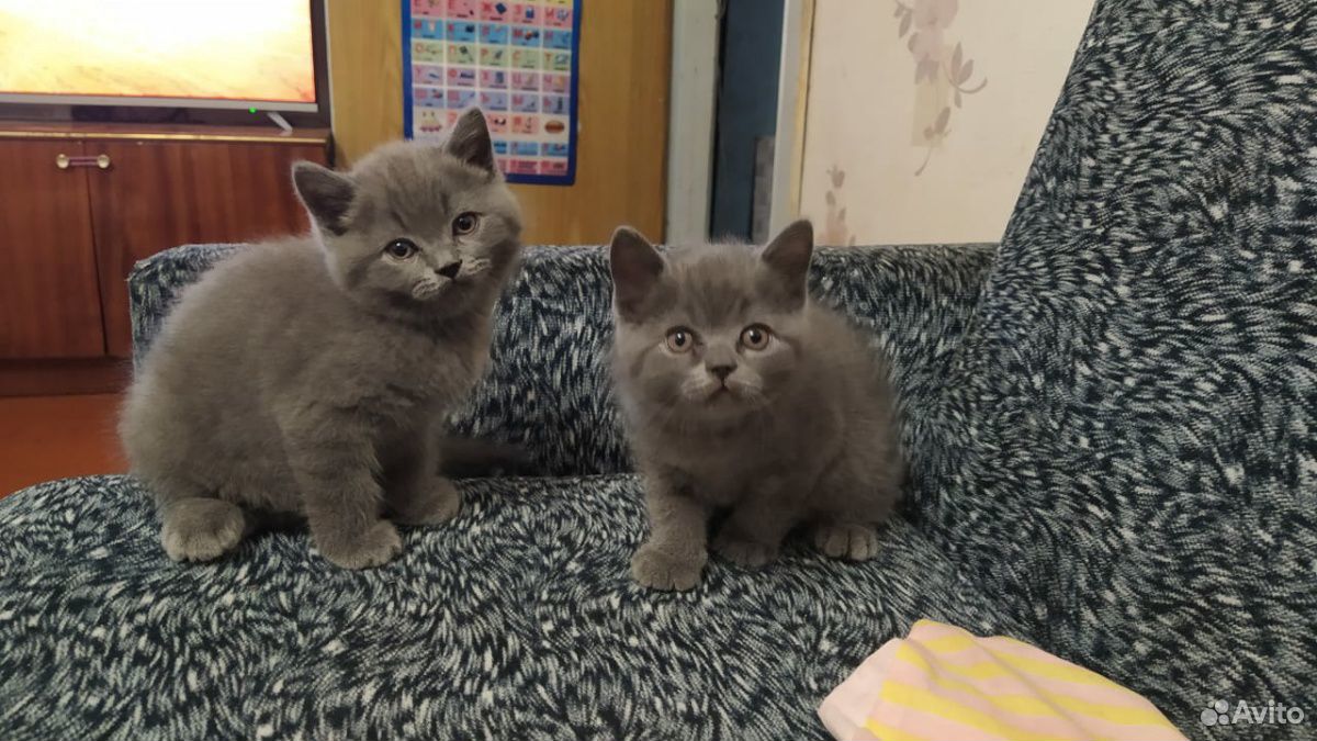 Шотландская