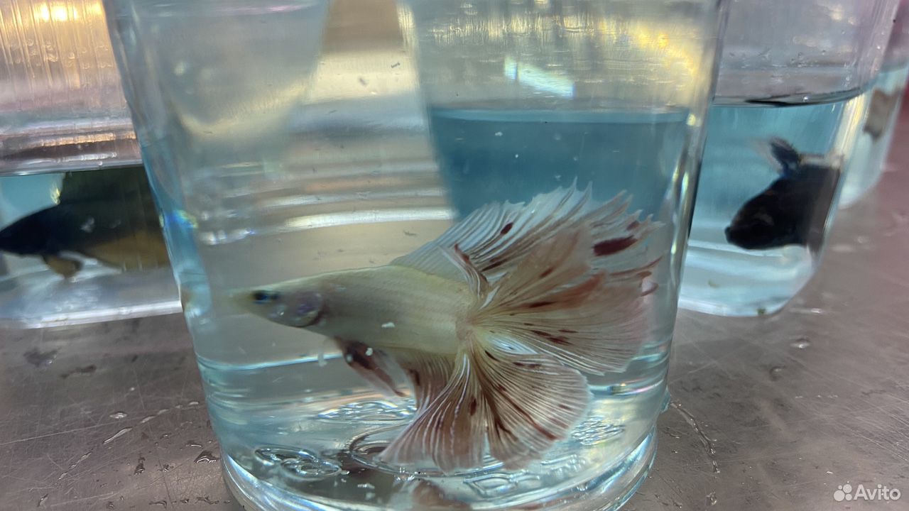 Петушок двойной хвост пудровый