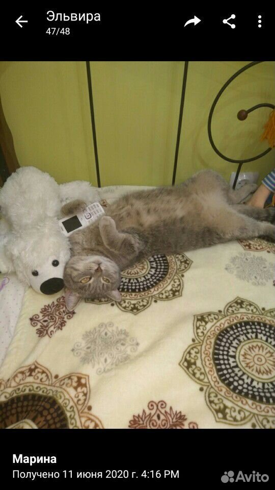 Кошечка Мася