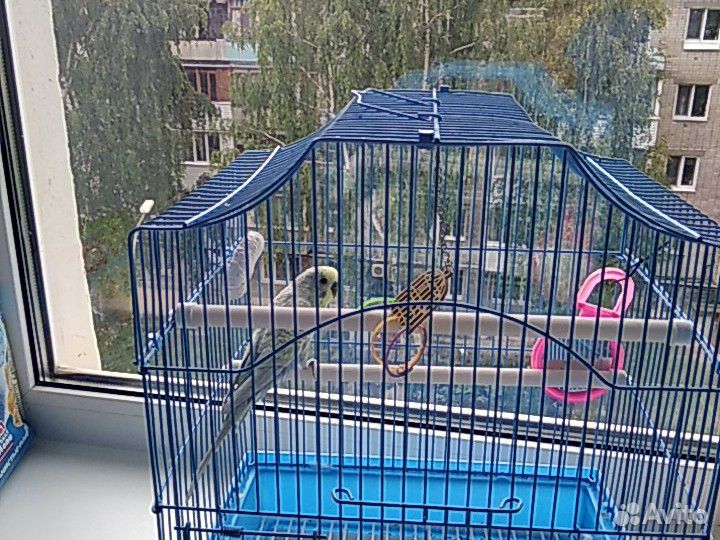 Попугай Гоша 1 год