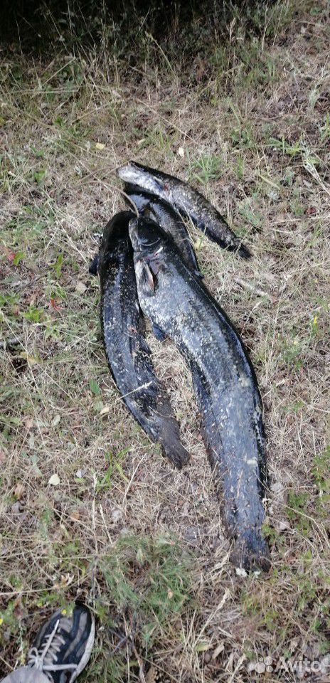 Толстолобик личинка