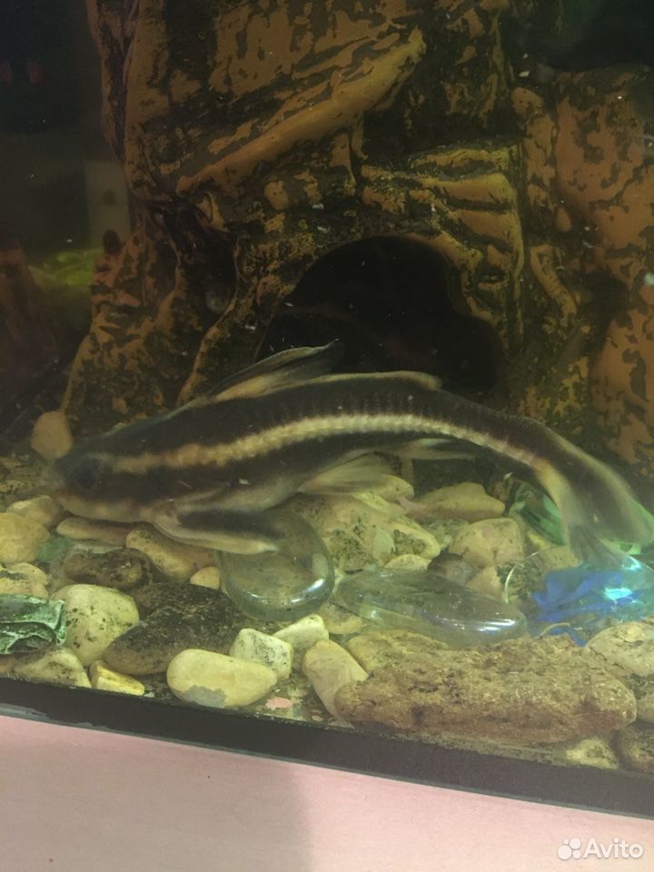 Сомы платидорасы обмен