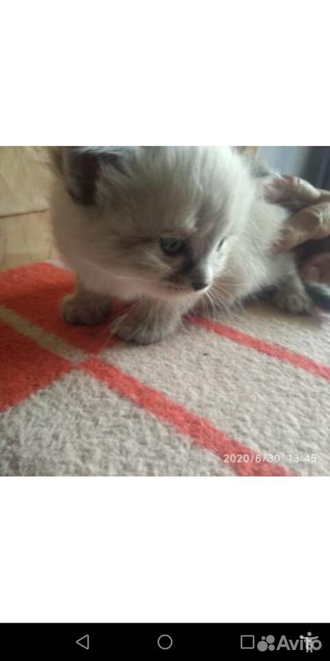 Отдаю только в добрые руки